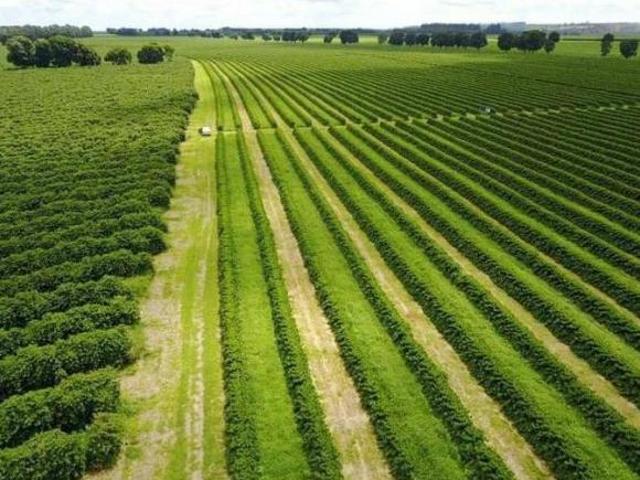 Fazenda para Venda em Novo Cruzeiro, Zona Rural