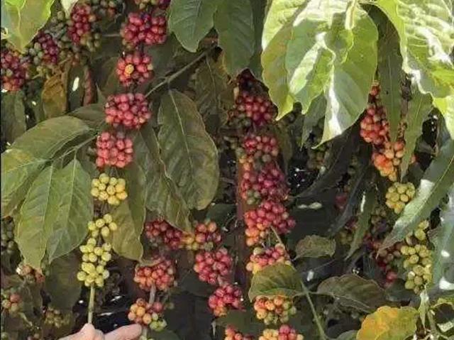 Fazenda para Venda em Novo Cruzeiro/MG Centro 20 Quartos