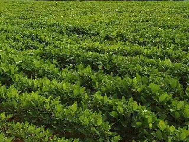 Fazenda para Venda em Nobres/MT Bom Jardim