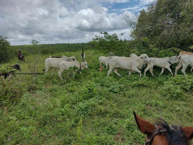 Fazenda para Venda em Natal/RN Potengi
