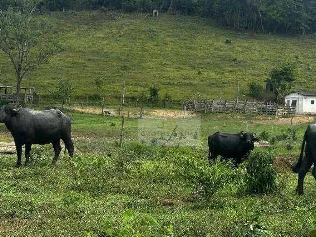 Fazenda para Venda em Natividade da Serra/SP Zona Rural