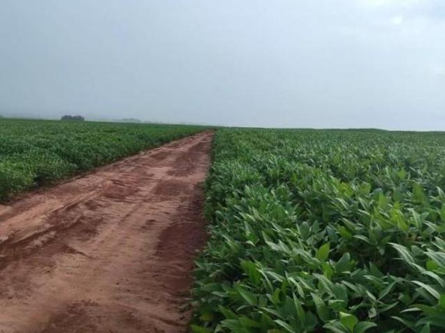 Fazenda para Venda em Naviraí