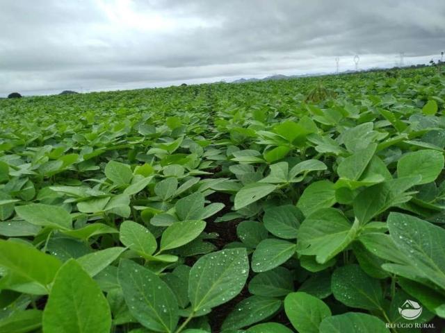 Fazenda para Venda em Niquelândia/GO Centro 1 Quartos