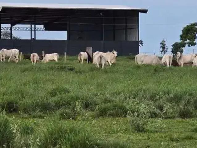 Fazenda para Venda em São Miguel do Araguaia/GO Zona Rural