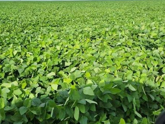 Fazenda para Venda em São Desidério/BA Centro 1 Quartos