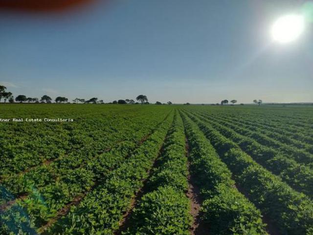 Fazenda para Venda em São Francisco de Sales, Zona Rural, 5 dormitórios, 5 banheiros, 90 vagas