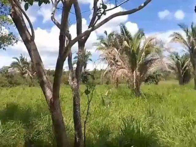 Fazenda para Venda em São Francisco do Maranhão/MA Zona Rural