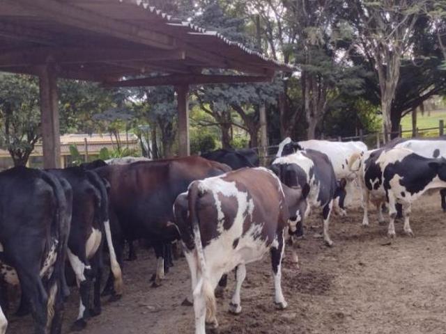 Fazenda para venda em São Francisco, Passos