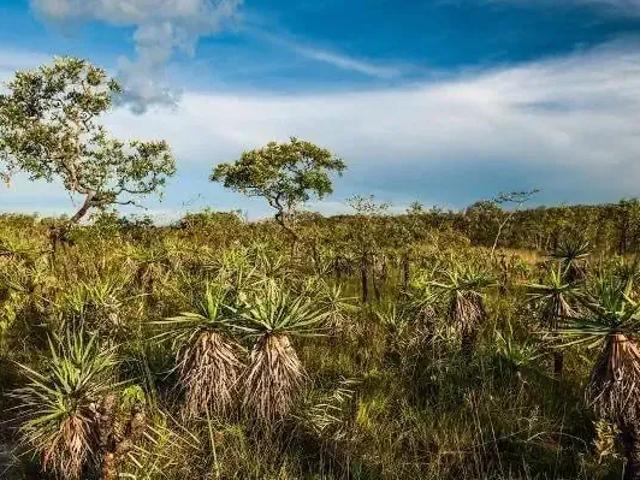 Fazenda para Venda em São Gonçalo do Gurguéia/PI Centro