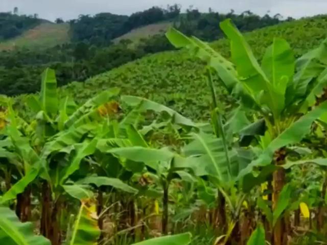Fazenda para Venda em São João do Itaperiú/SC Centro