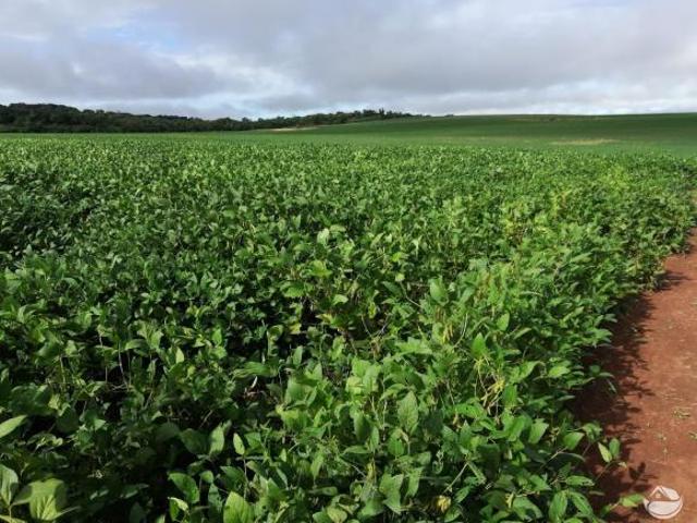 Fazenda para venda em São José, Campinápolis