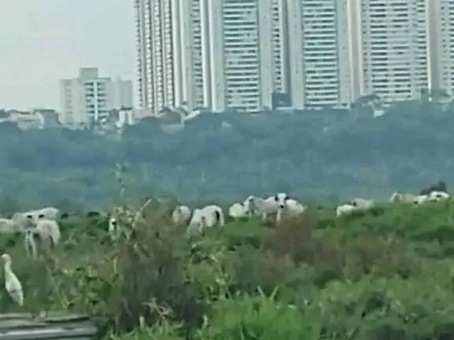 Fazenda para Venda em São José dos Campos/SP Jardim Limoeiro 2 Quartos