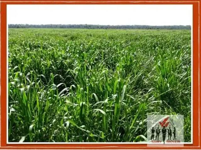 Fazenda para Venda em São Romão/MG Centro