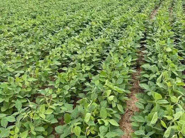 Fazenda para Venda em São Roque de Minas/MG Zona Rural