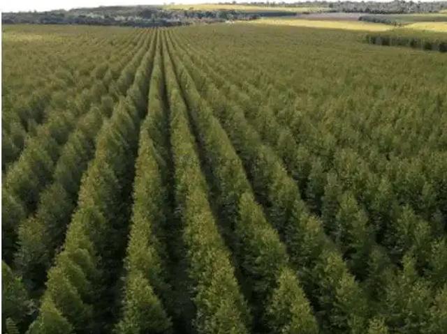 Fazenda para Venda em São Sebastião do Tocantins/TO Zona Rural 1 Quartos