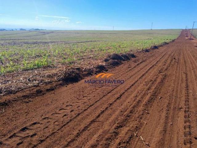 Fazenda para venda em São Simão
