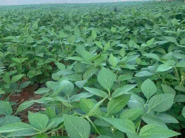 Fazenda para Venda em Sorriso/MT Zona Rural