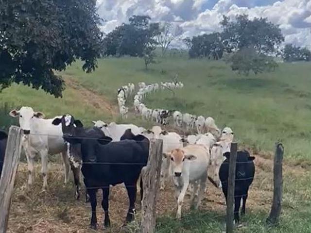Fazenda para Venda em Santa Cruz de Goiás