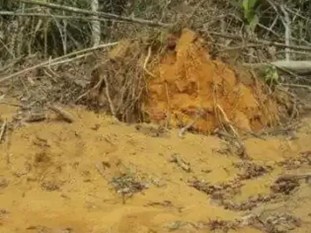 Fazenda para Venda em Santa Cruz do Xingu/MT Centro
