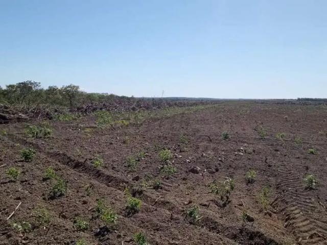 Fazenda para Venda em Santa Rita do Tocantins/TO Setor Central 5 Quartos
