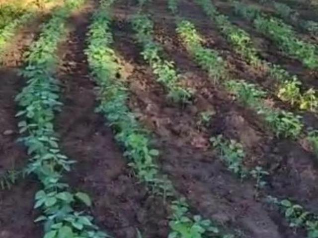 Fazenda para Venda em Santa Rita do Passa Quatro, RURAL