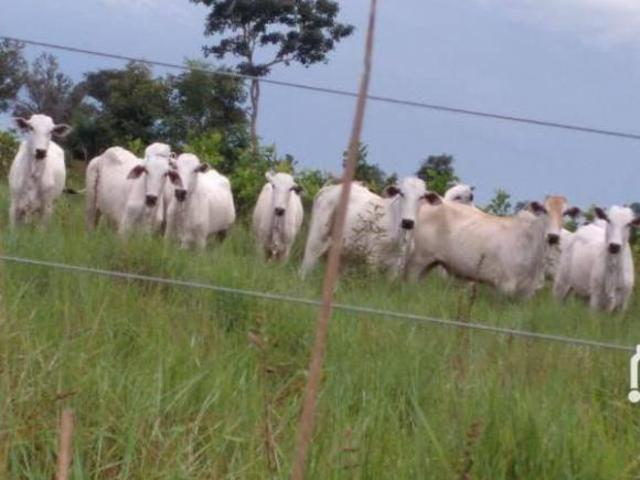 Fazenda para venda em Santa Terezinha