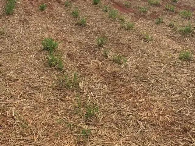 Fazenda para Venda em Santa Vitória/MG Zona Rural