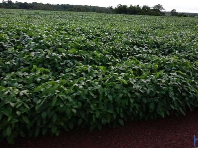 Fazenda para Venda em Santana do Araguaia/PA Zona Rural