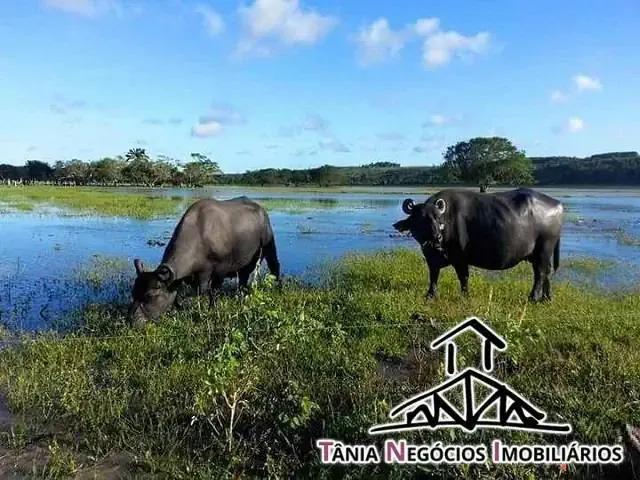 Fazenda para Venda em Santana do Itararé/PR Campininha 5 Quartos