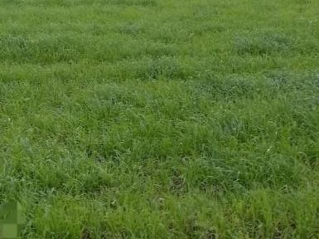 Fazenda para Venda em Santiago, Rural