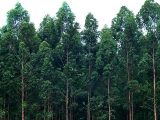 Fazenda para venda em Saraiva, Uberlândia