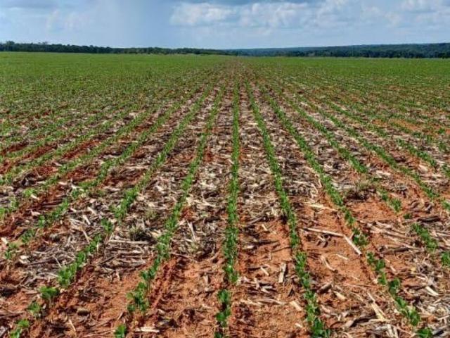 Fazenda para venda em Setor Comercial, Sinop