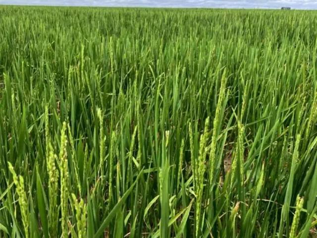 Fazenda para Venda em Sebastião Leal/PI Zona Rural