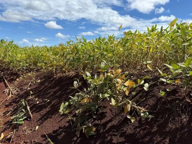 Fazenda para Venda em Sidrolândia/MS Zona Rural