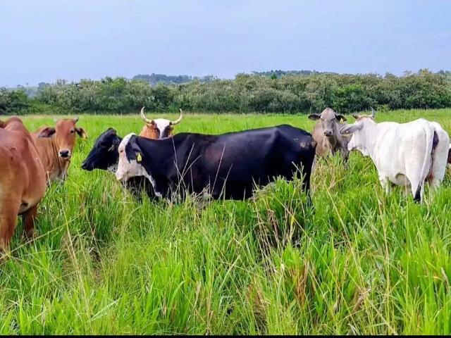 Fazenda para Venda em Silva Jardim/RJ Aldeia Velha 3 Quartos