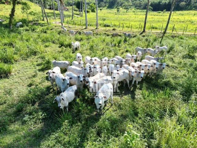 Fazenda para Venda em Silva Jardim/RJ Reginópolis 3 Quartos