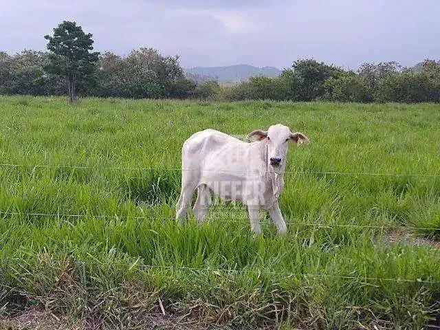 Fazenda para Venda em Silva Jardim/RJ Zona Rural 2 Quartos