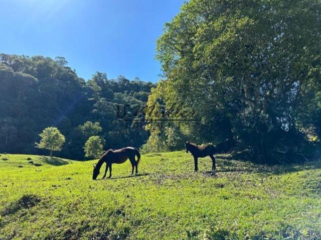 Fazenda para venda em Sinimbu