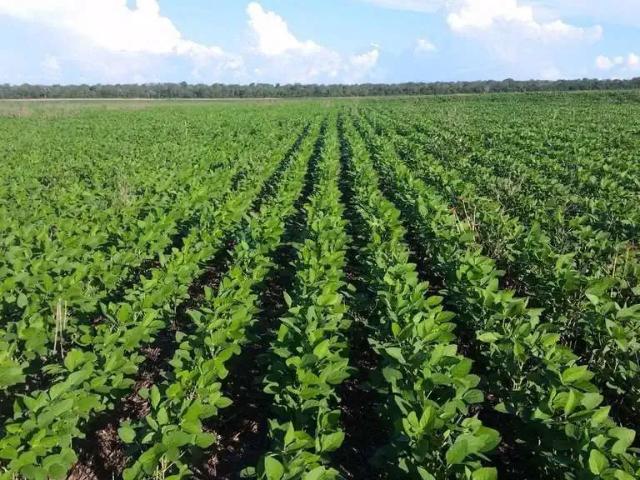 Fazenda para Venda em Sinop/MT Zona Rural 3 Quartos