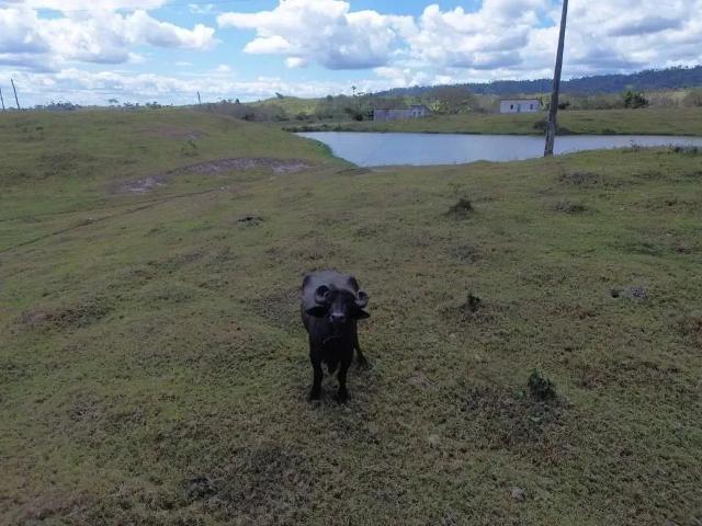Fazenda para Venda em Potiraguá/BA Centro 8 Quartos