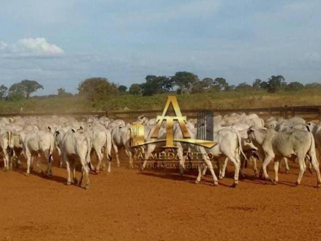 Fazenda para Venda em Poconé MT Confira!