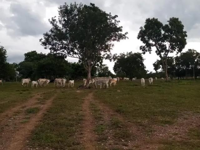 Fazenda para Venda em Poconé/MT Zona Rural