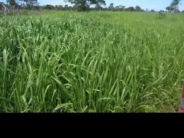 Fazenda para Venda em Poconé/MT Zona Rural