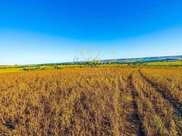 Fazenda para Venda em Ponta Grossa/PR Colônia Dona LuÍza 1 Quartos