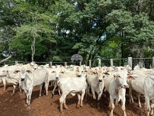 Fazenda para Venda em Pato Branco/PR São Roque