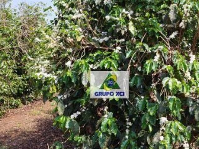 Fazenda para venda em Patrocínio do Muriaé