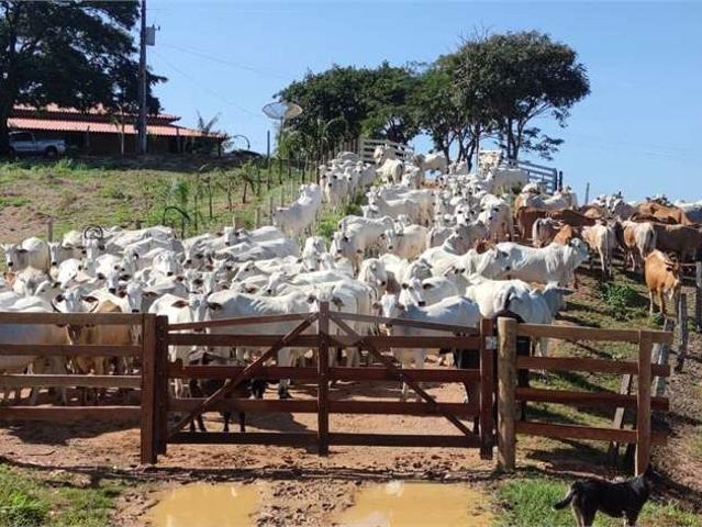 Fazenda para Venda em Padre Bernardo/GO Centro