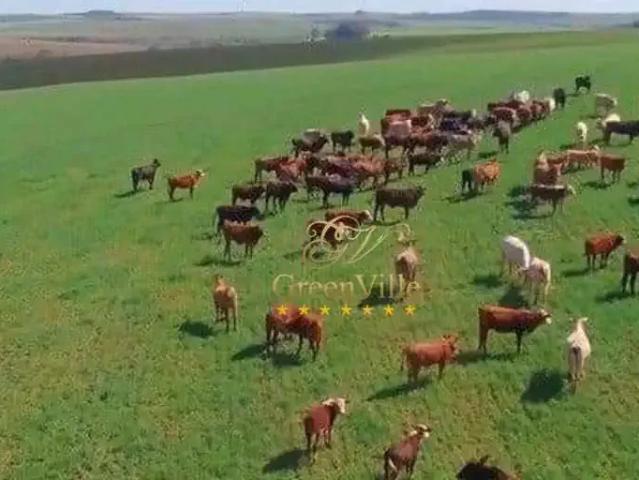 Fazenda para Venda em Palmeira/PR Zona Rural 4 Quartos