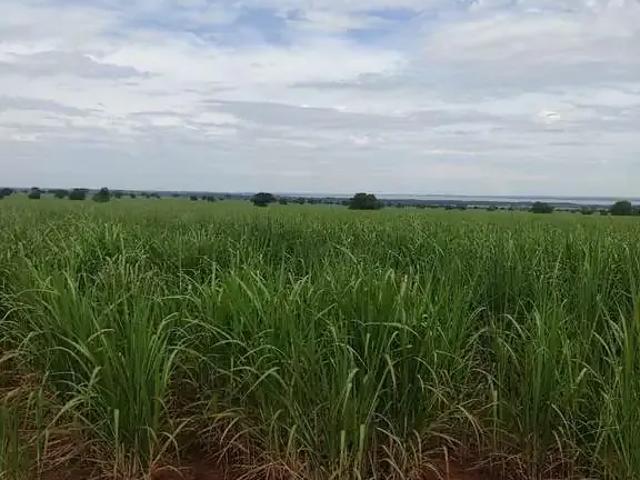 Fazenda para Venda em Panorama/SP Zona Rural 1 Quartos