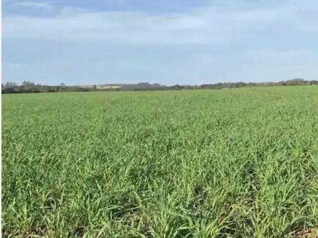 Fazenda para Venda em Papanduva/SC Centro 1 Quartos